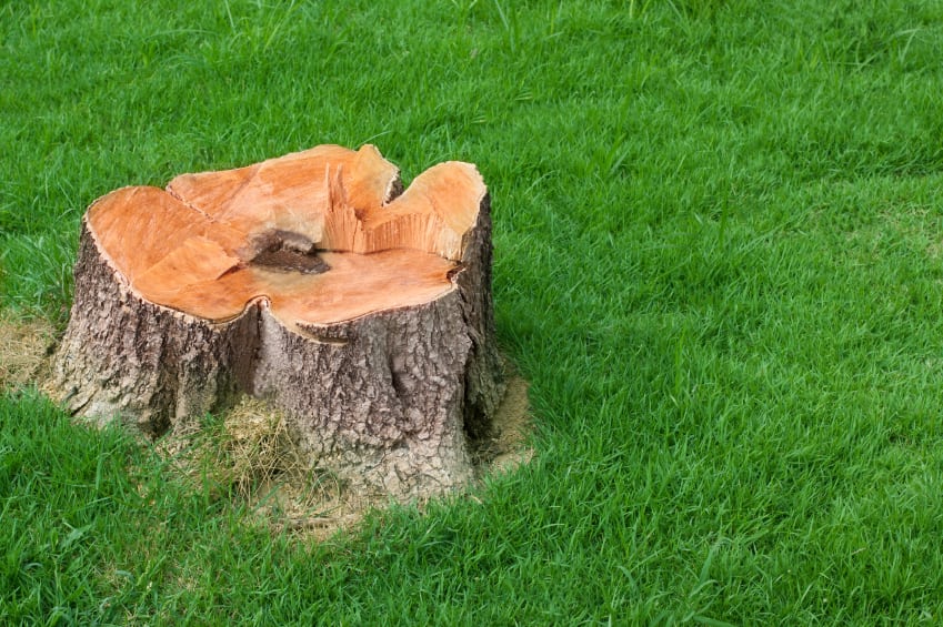 Rout Out That Aggravating Stump with a Stump Grinder | Eagle Rentals